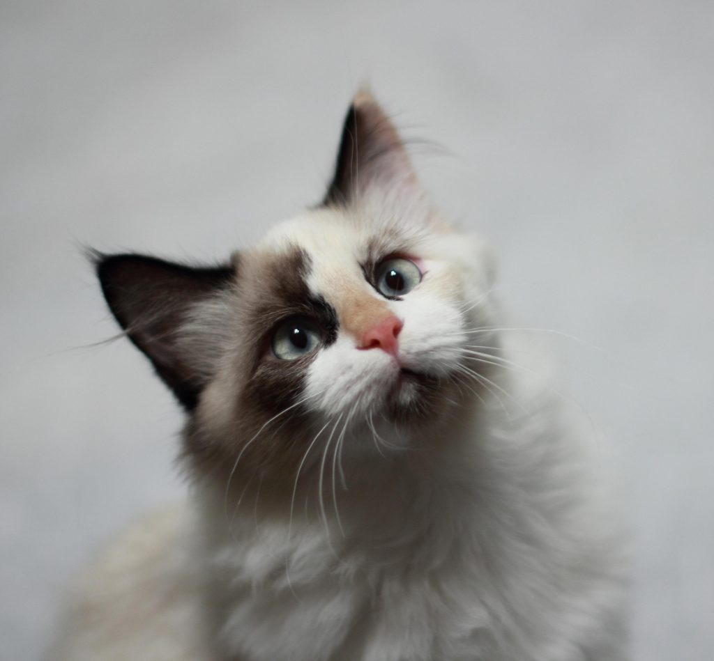 How To Care For a New Kitten - Love and Kisses Pet Sitting, NC