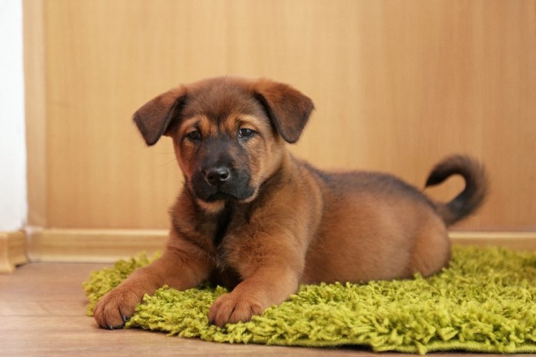 How to Care for your New Puppy - Love and Kisses Pet Sitting, NC