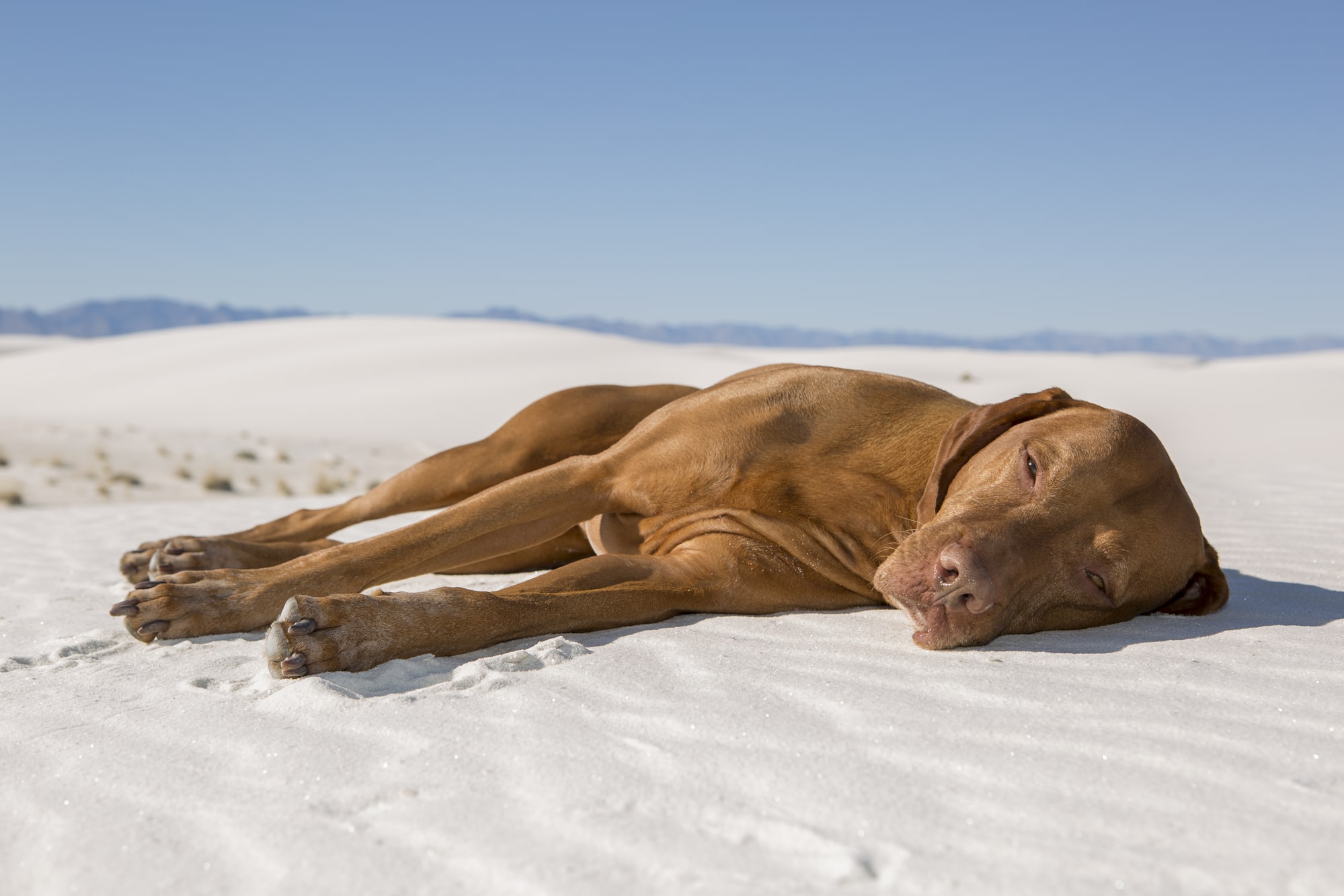 5 Signs Your Dog is Overheating - Love and Kisses Pet Sitting, NC