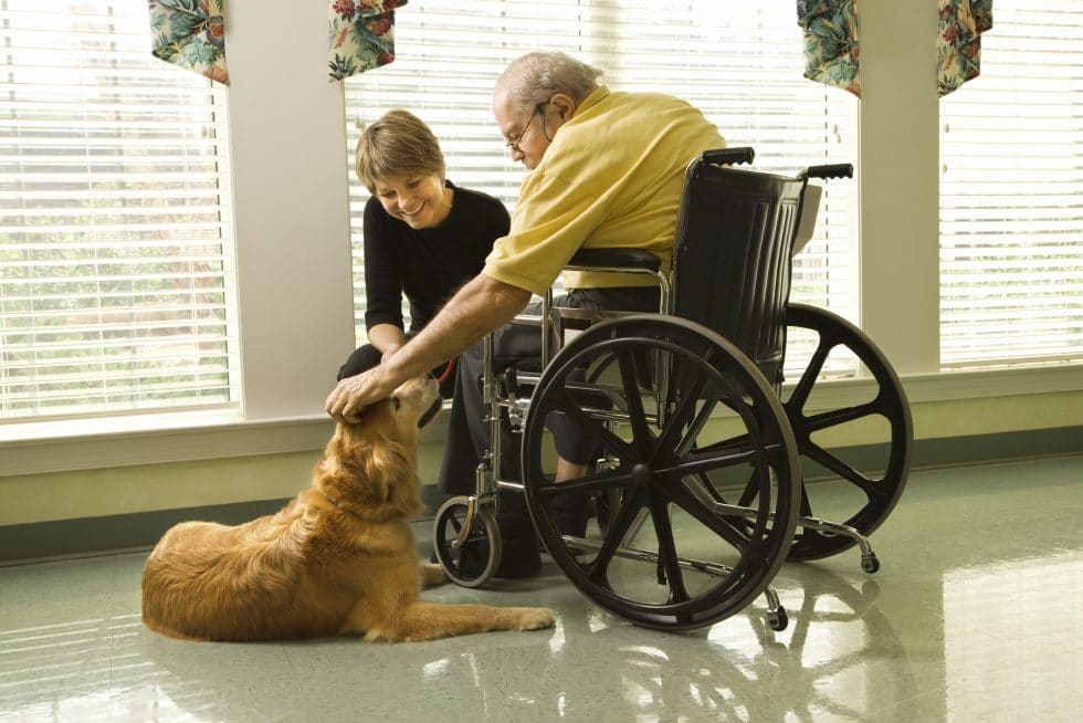 3 Ways to Participate in Canine Therapy - Love and Kisses Pet Sitting, NC